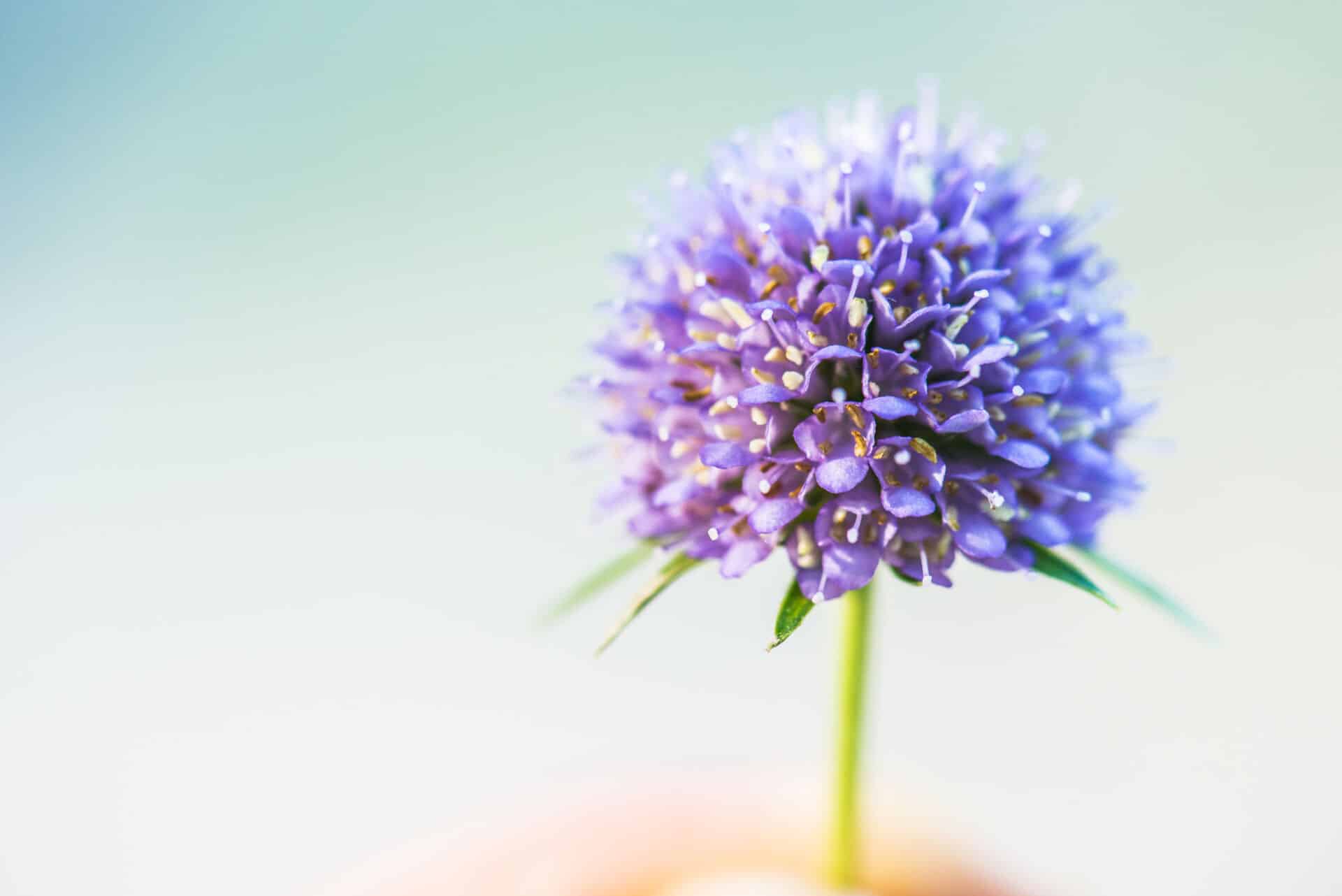 Inheemse Planten in uw Tuin? Experts Tips & Advies